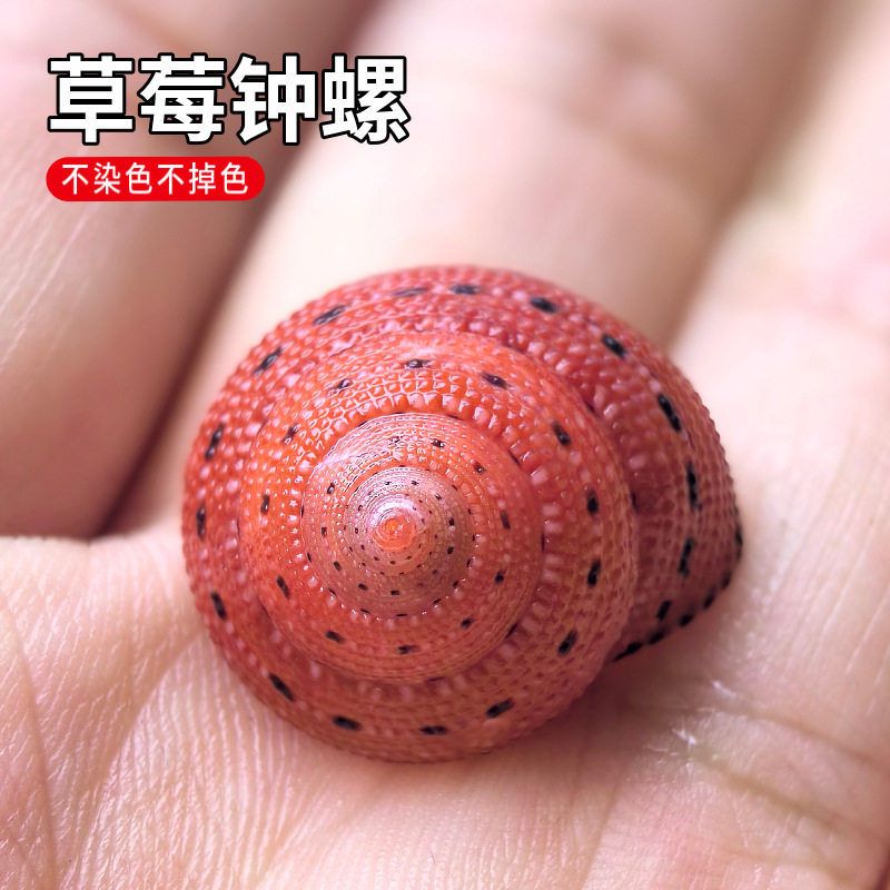 草莓钟螺天然稀有海螺贝壳标本收藏鱼缸造景卷贝鱼小豆丁蟹替换壳