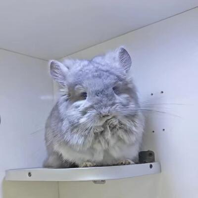 龙猫活物送笼子活体幼崽