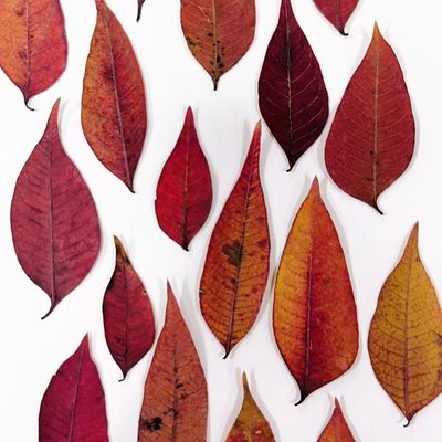 diy植物标本干花树叶压花装饰