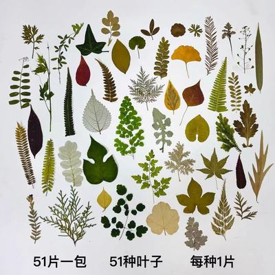 diy手工材料树叶标本压花教学
