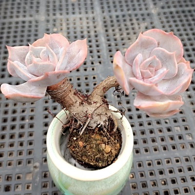 多肉袖珍盆景素材老桩一物一拍1-2迷你礼品小玻璃瓶拇指盆微观