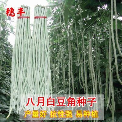 八月白长豆角春秋农家长条豇豆