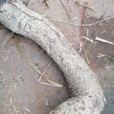 深山现挖新鲜桐子根 桐树根 油桐树根500克包邮