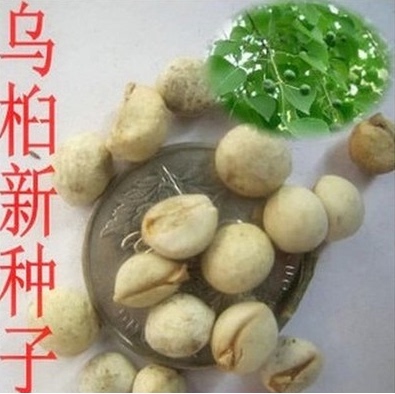 乌桕种子山乌桕种子银杏种子白果树银杏树种子