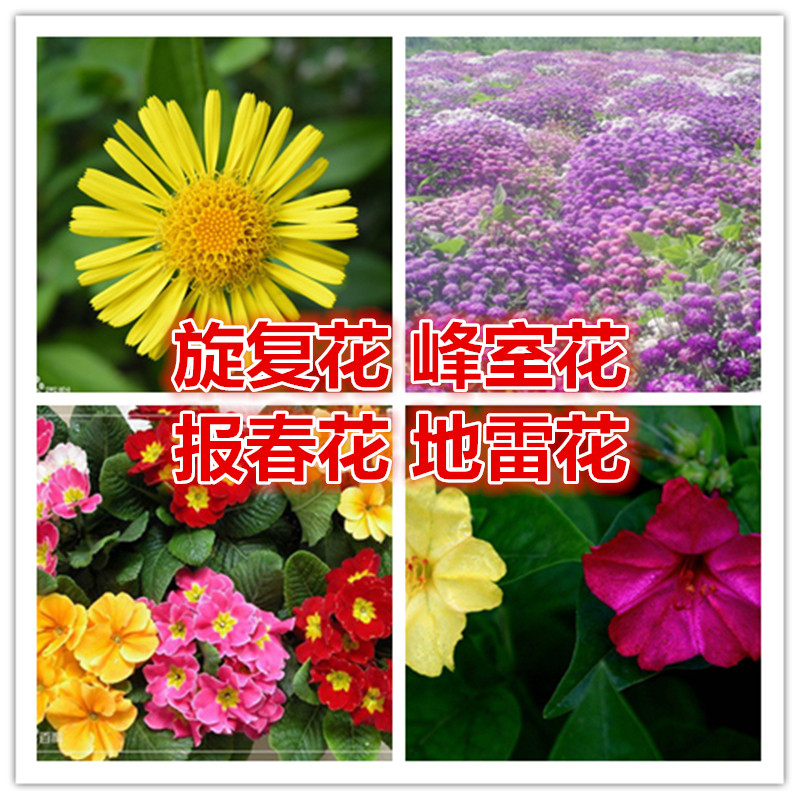 报春花种子七重楼 地雷花种子紫茉莉 峰室花种子旋复花种子六月菊