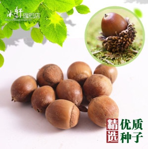麻栎榨树 橡树种子 青冈栎树种子 蒙古栎 象树橡子种子 栎树 柞树