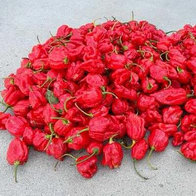 英国代买Insane Carolina Reaper Seeds卡罗莱纳死神辣椒10籽种子