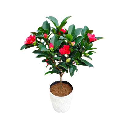 四季茶花重瓣夏日系列盆栽