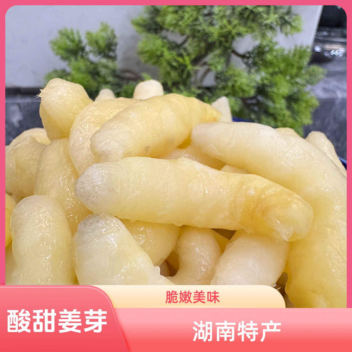 农家酸辣生姜芽辣椒酱嫩仔姜开胃下饭菜罐装剁椒芽子姜湖南特产