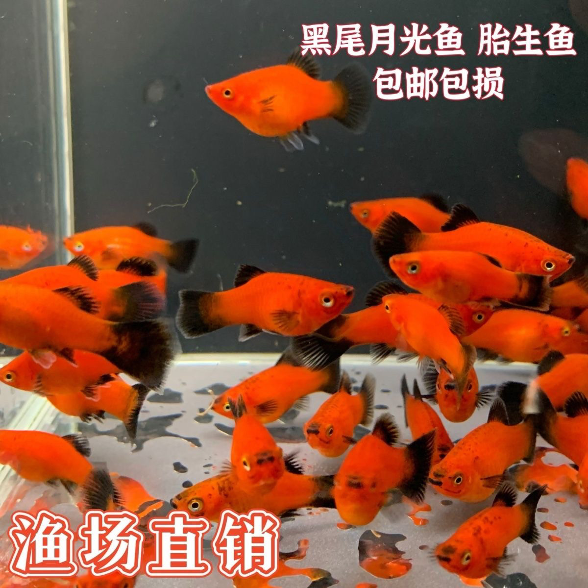 黑尾月光鱼热带观赏鱼小型鱼胎生鱼活体玛丽鱼孔雀鱼好养红米奇