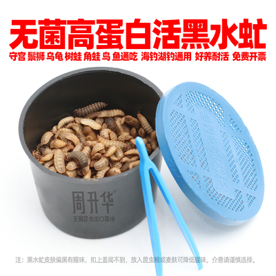 无菌活体黑水虻幼虫蛙龟鸟龙鱼粮
