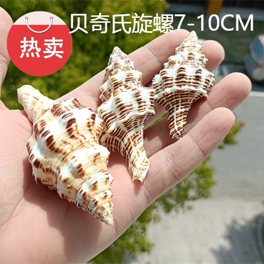包邮天然海螺贝壳贝奇氏旋螺标本螺收藏礼品装饰摆设珊瑚纪念品