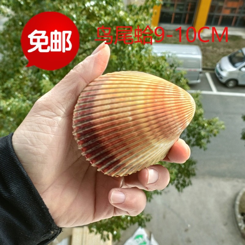天然海洋贝壳鸟尾蛤超大海螺贝壳珊瑚海星摆件鱼缸造景标本收藏