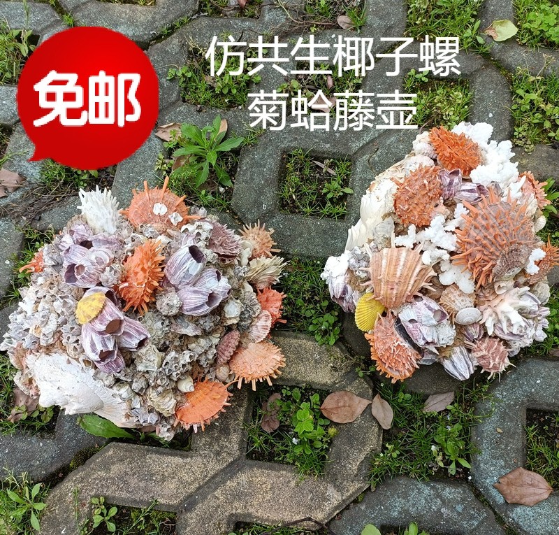包邮天然海螺贝壳仿共生椰子螺瓜螺菊蛤珊瑚藤壶摆件海岛纪念品