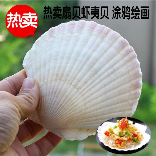 热卖天然海螺烧烤粉丝扇贝壳手工绘画白扇贝鱼缸水族DIY装饰珊瑚