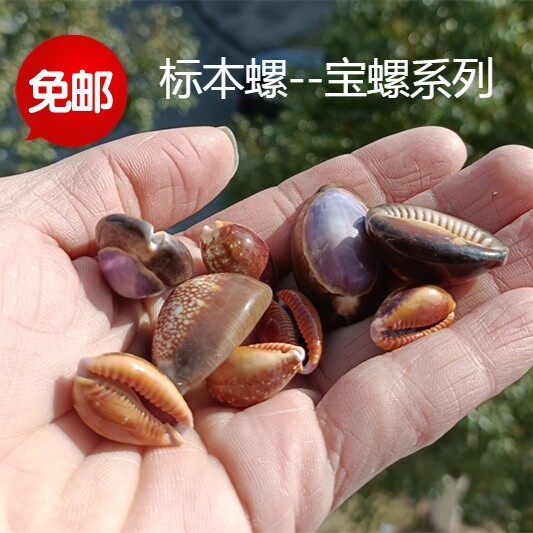包邮天然海螺贝壳红花宝螺紫宝螺雪山宝螺标本螺收藏鱼缸装饰珊瑚