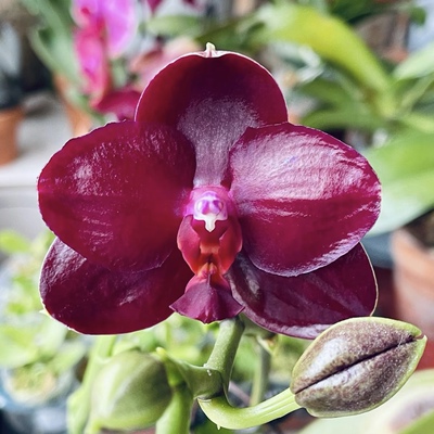 蕊娜丝蝴蝶兰2.8寸杯带花箭苗浓香型中花洋兰品种