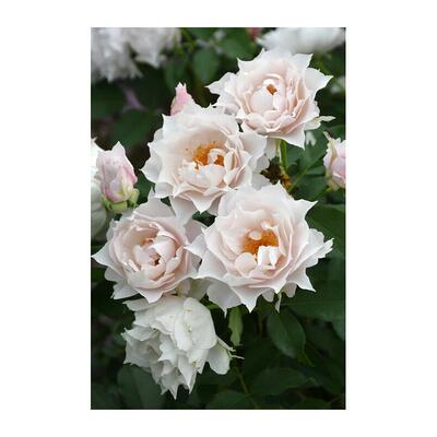 风精灵 Sylphy 木村卓功2026超新品月季花苗盆栽灌木中香多季节开