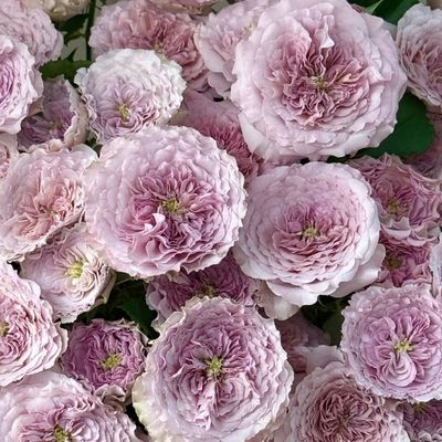 一百亩花田 仪式 Ritual 2025月季超新品肯尼亚多头花苗盆栽植物