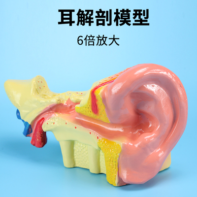 解剖模型6倍放大生物实验器材