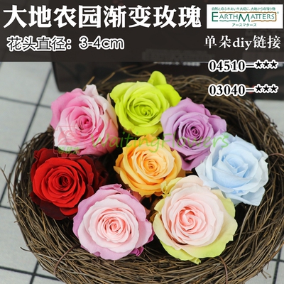 等花来大地农园双色渐变玫瑰0304