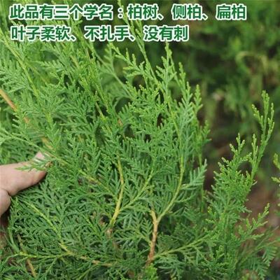 头发荒山造林清明绿化苗木扁柏