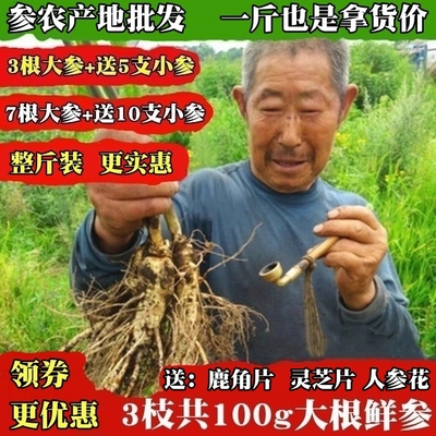 现挖鲜人参长白山煲汤泡酒