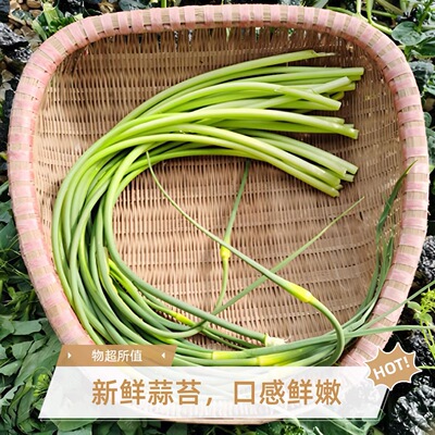 湖北钟祥农家新鲜当季食用蒜苔露天种植蒜薹嫩新鲜现摘泡沫箱蔬菜