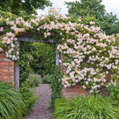 老园丁等待的情人花园藤本月季