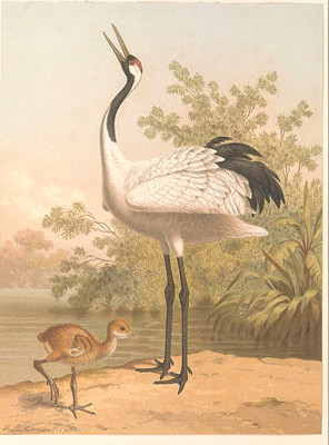 C056【荷兰】Frans Ernst Blaauw  鹤（cranes）类禽鸟版画图库