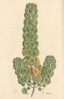 C616【奥地利】Ferdinand Bauer 希腊及周边岛屿植物花卉-06图库*