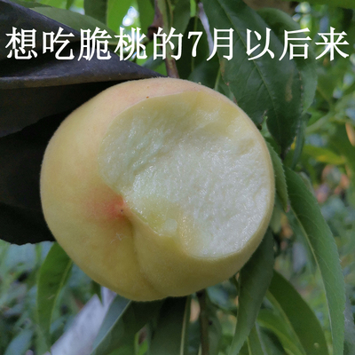 脆甜桃子就吃8号果肉细清脆不软