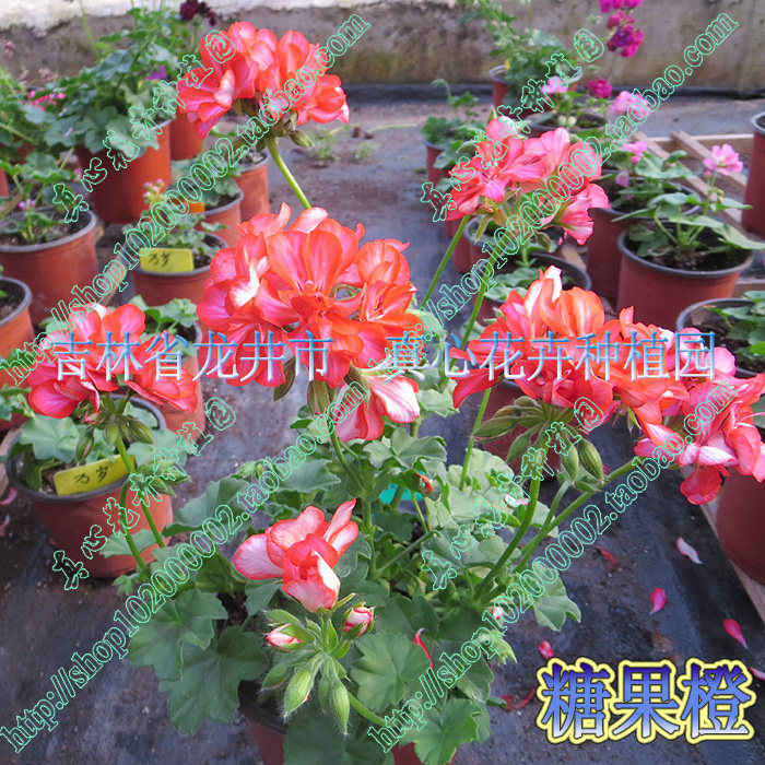 真心花卉 花期长多年生 垂吊天竺葵苗合集【糖果橙】营养钵苗