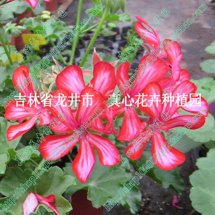 真心花卉新款草本盆栽花期长多年生垂吊天竺葵苗红巨星营养钵苗