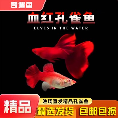 孔雀鱼纯种观赏鱼小型淡水好养