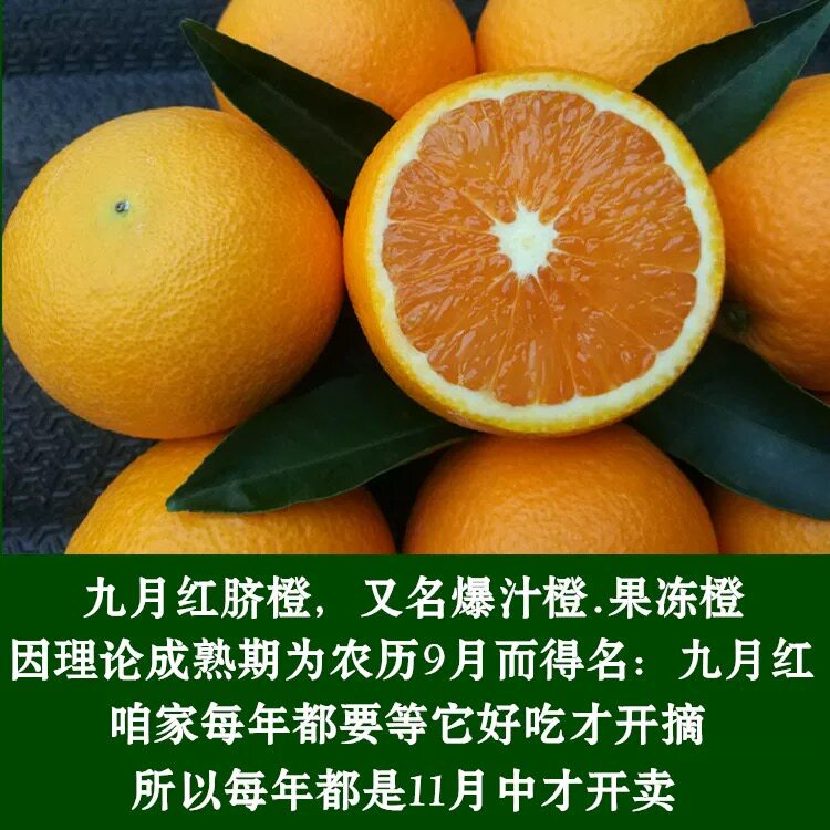湖北宜昌秭归九月红果冻橙新鲜水果