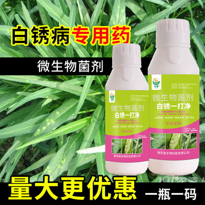 空心菜白锈病专用药大白菜苋菜