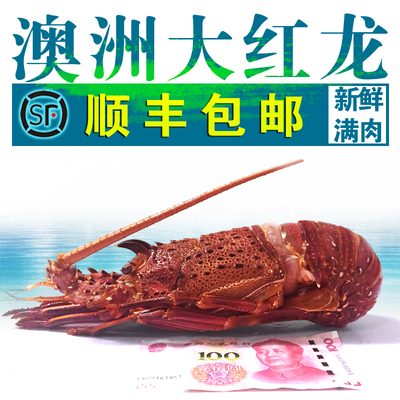 澳洲龙虾鲜冻活进口一只1斤