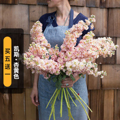 进口切花紫罗兰种子凯斯/杏黄色Katz Apricot重瓣浓香盆栽春秋播