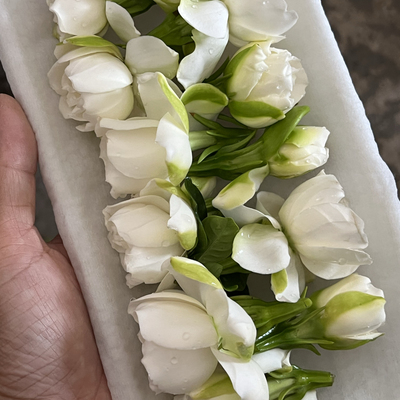 栀子花茉莉花浓香型香薰不带枝条的花骨朵顺丰发货农家自产自销