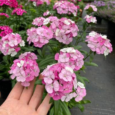 绣球石竹盆栽多年生观花