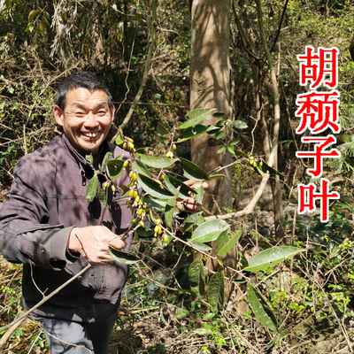 采药人李超在山里采的胡颓子叶