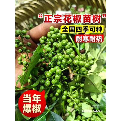 四川汉源藤椒树苗青花椒椒