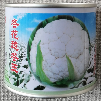郑研越冬耐低温保护地种植花菜