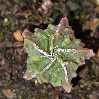 核桃鸾凤玉实生无刺王冠龙仙人球大统领 多粒丸 勇将丸 奇想丸