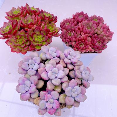 多肉植物组三蒂亚红宝石艾伦各八颗  送八角盆土  3到4厘米左右