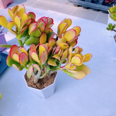 组三黄金花月送八角盆土  6厘米