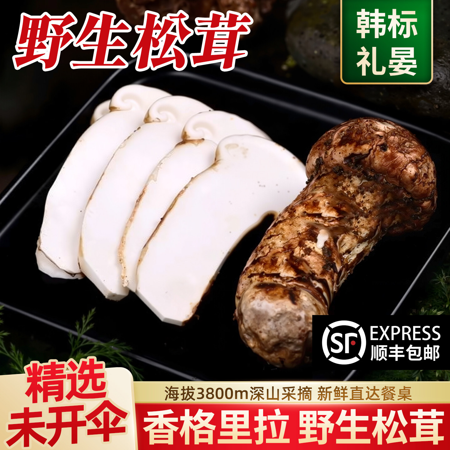 2026香格里拉新鲜松茸纯野生菌菇精品未开伞空运冷链快至24h达