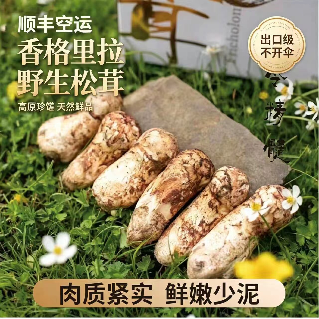 2026香格里拉新鲜松茸野生菌鲜松茸松茸菌云南特产菌菇礼盒不开伞
