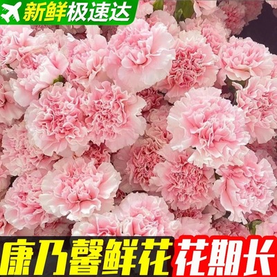 云南基地直发38节康乃馨鲜切花母亲节送妈妈家用水养鲜花速递同城